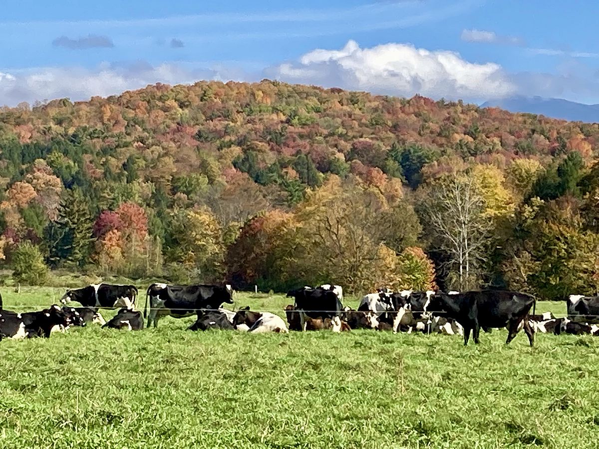 The Davis Farm, CONSERVED! - Jericho Underhill Land Trust