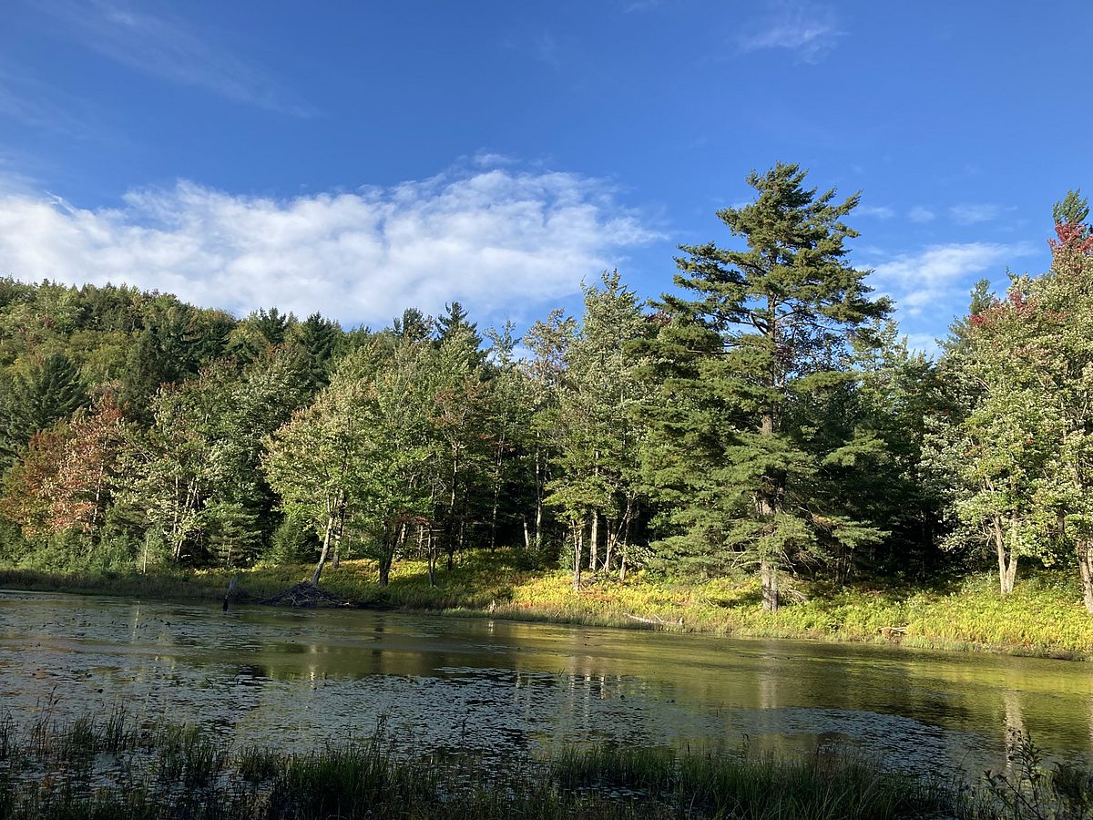 Wolfrun Natural Area Walk - Jericho Underhill Land Trust